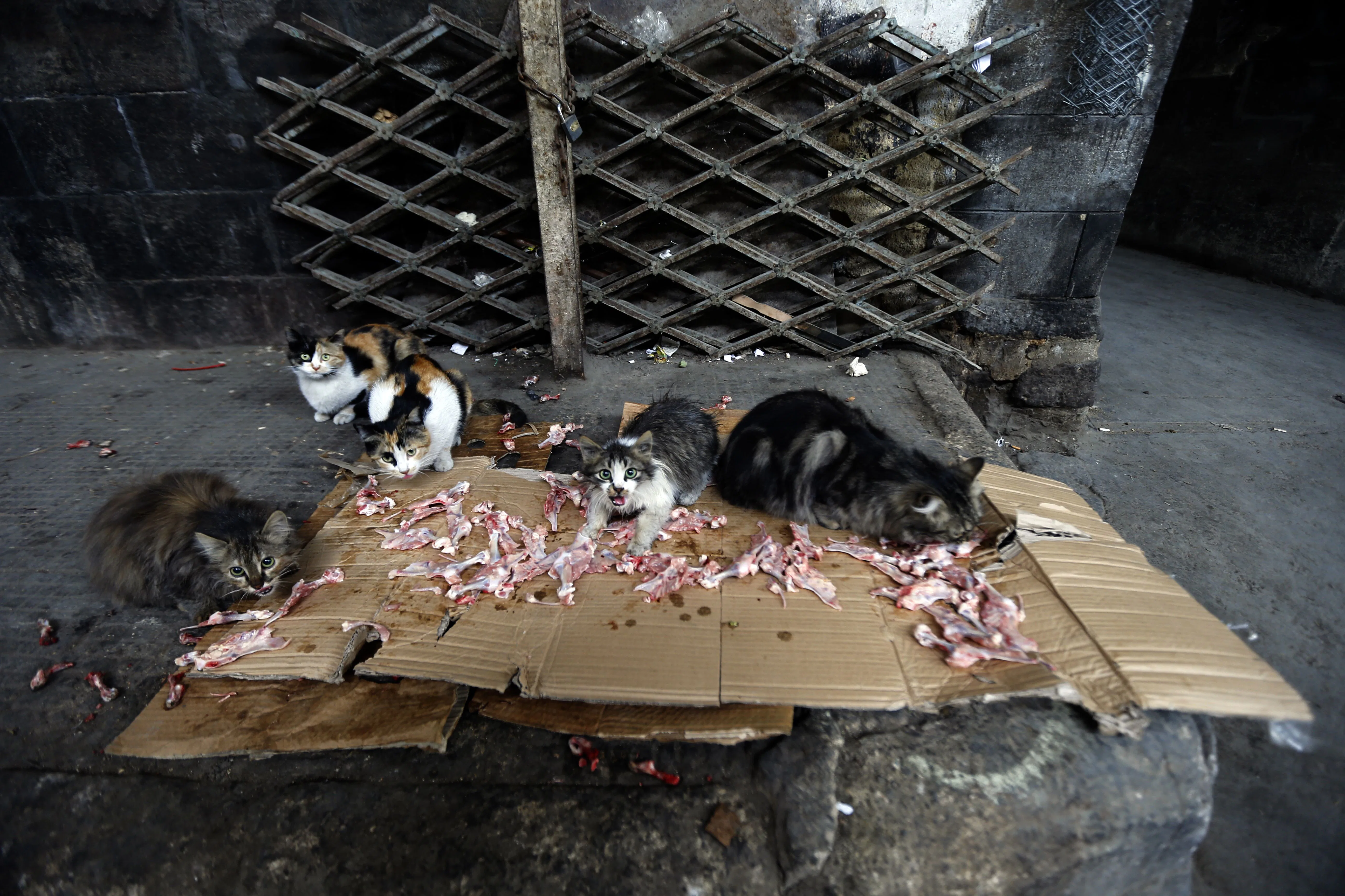 11 Ways To Help Stray Cats, Dogs, & Other Animals During Hurricane Matthew