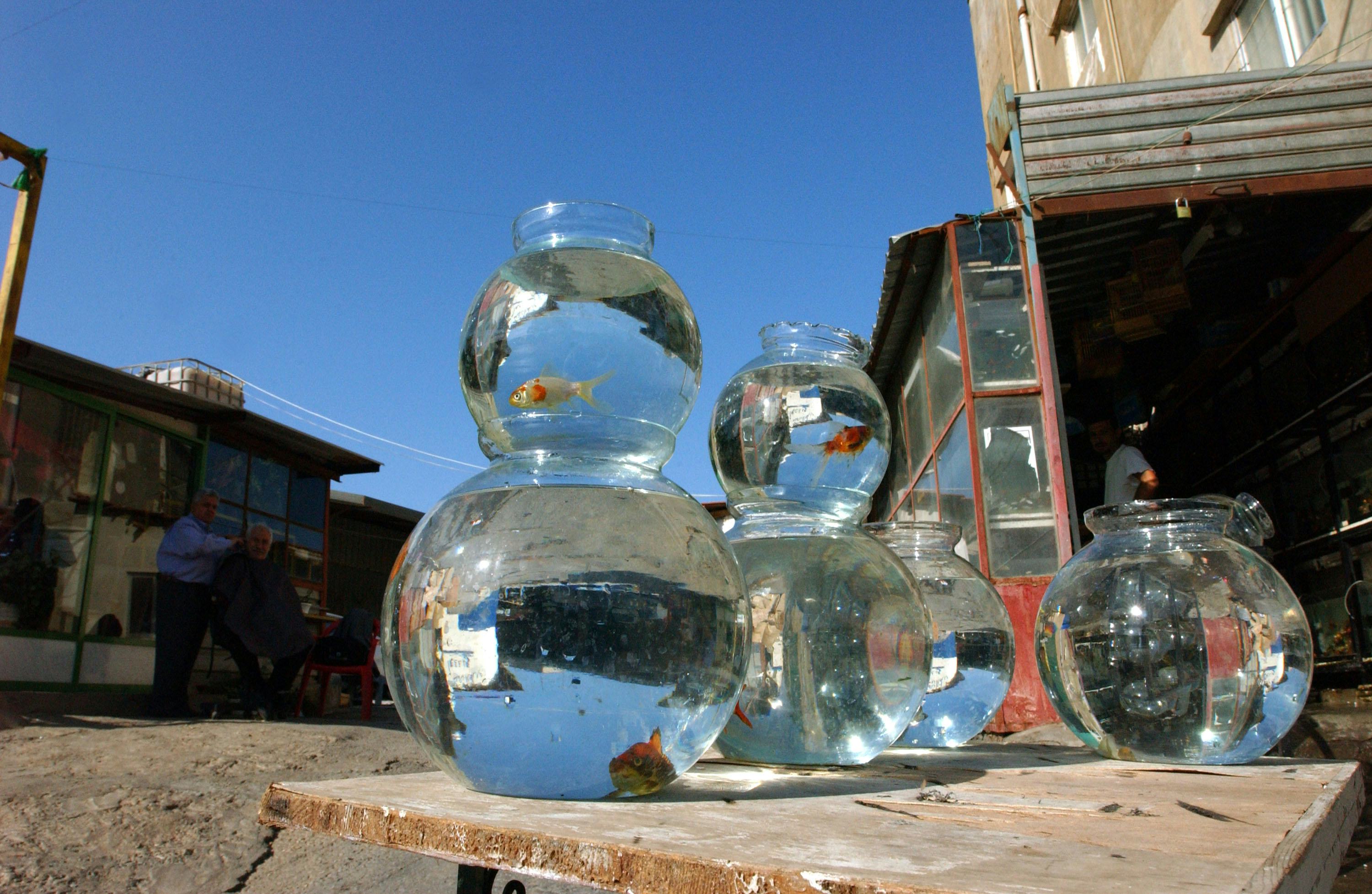 Grayson The Fish Plays Pokemon Red, And 20,000 People Are Watching