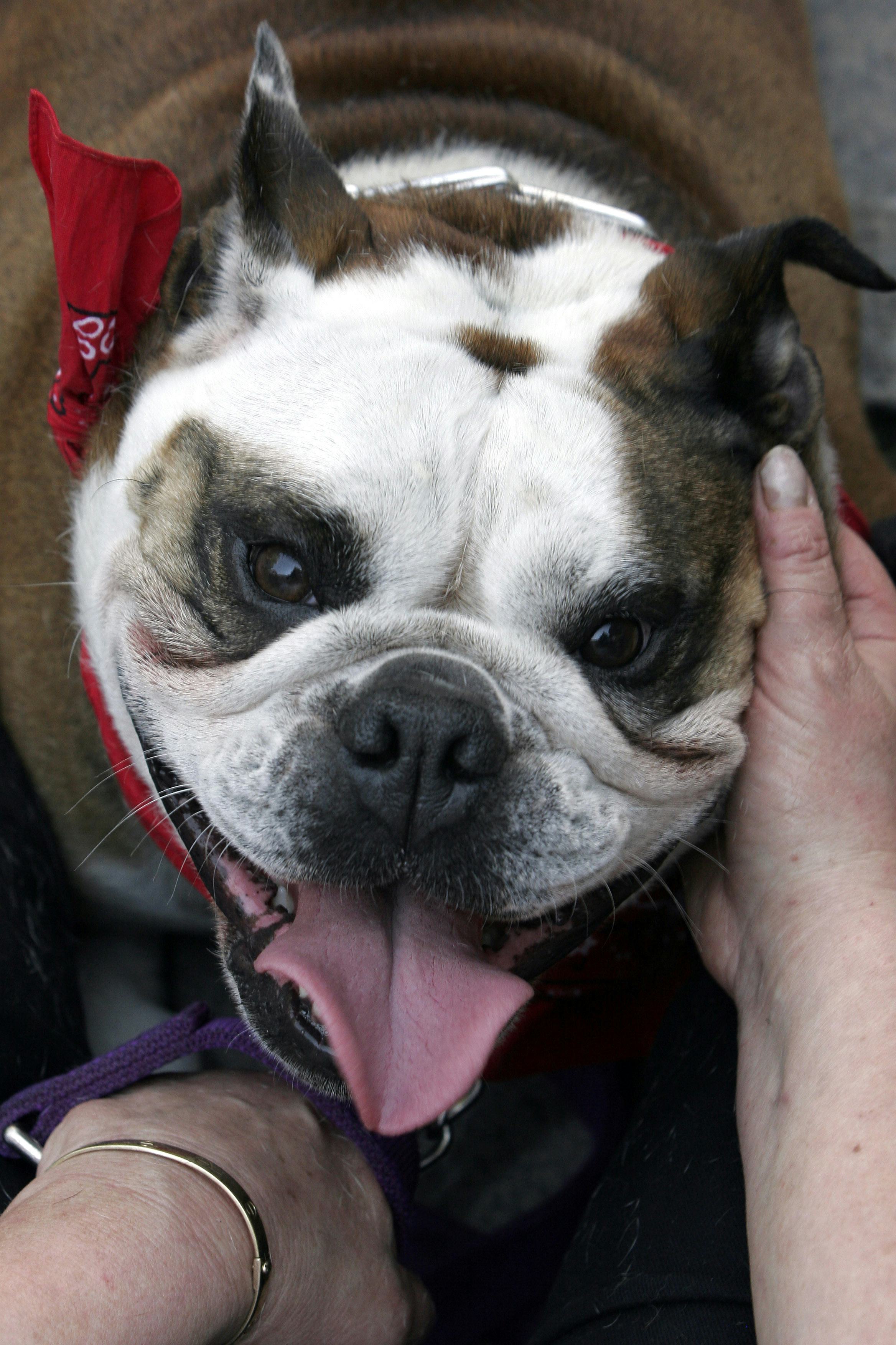 What To Wear As A Dog Walker To Stay Clean As Well As Cute