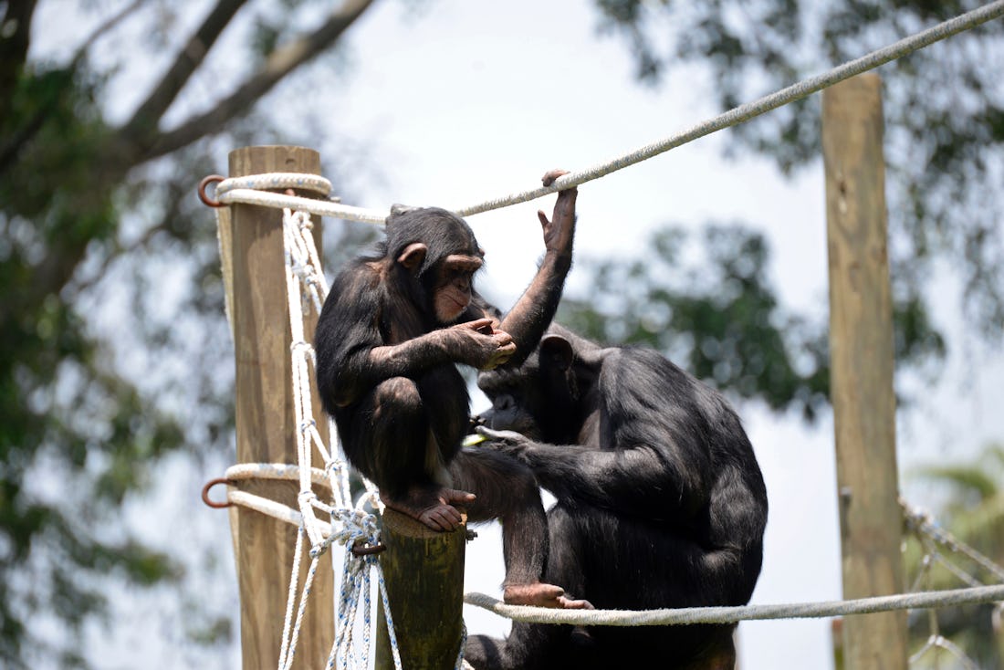 7 Harambe Petitions To Sign Right Now If You're Outraged By What Happened