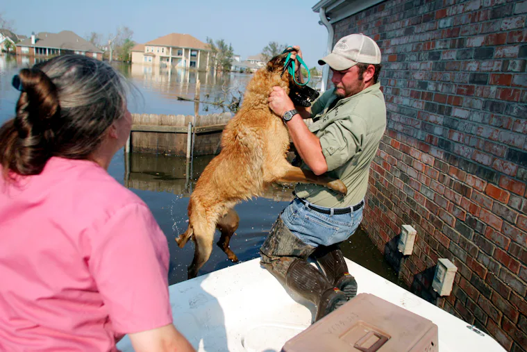 11 Ways To Help Stray Cats, Dogs, & Other Animals During Hurricane Matthew