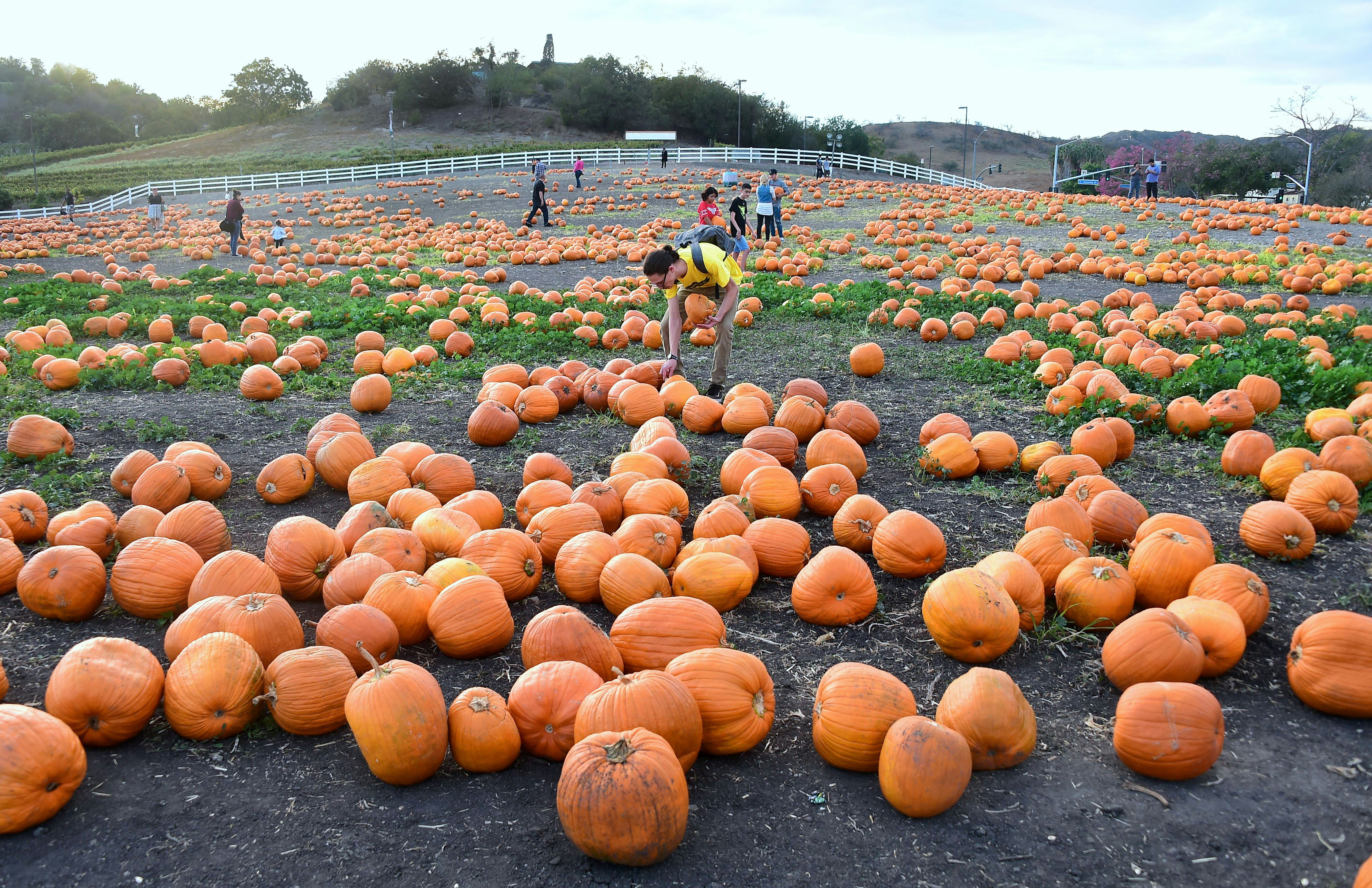 Why Do We Put Pumpkins Out For Halloween? Everything You Need To Know ...