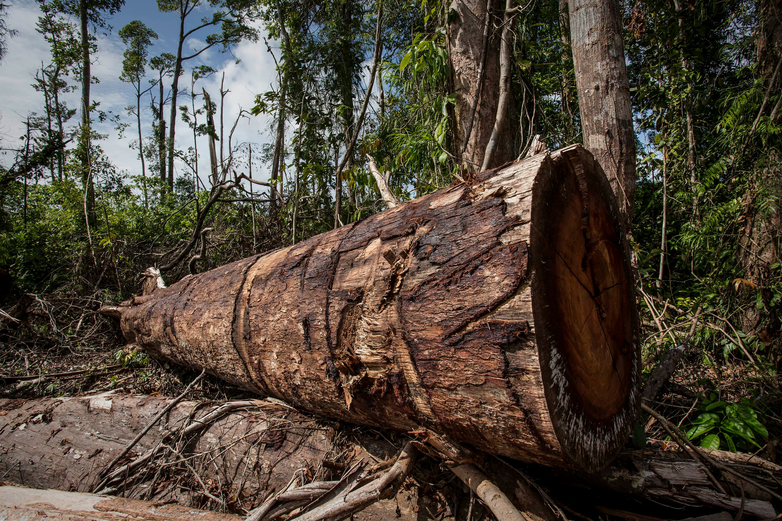 21 Little Things You Can Do To Help The Environment That Are Super Easy ...