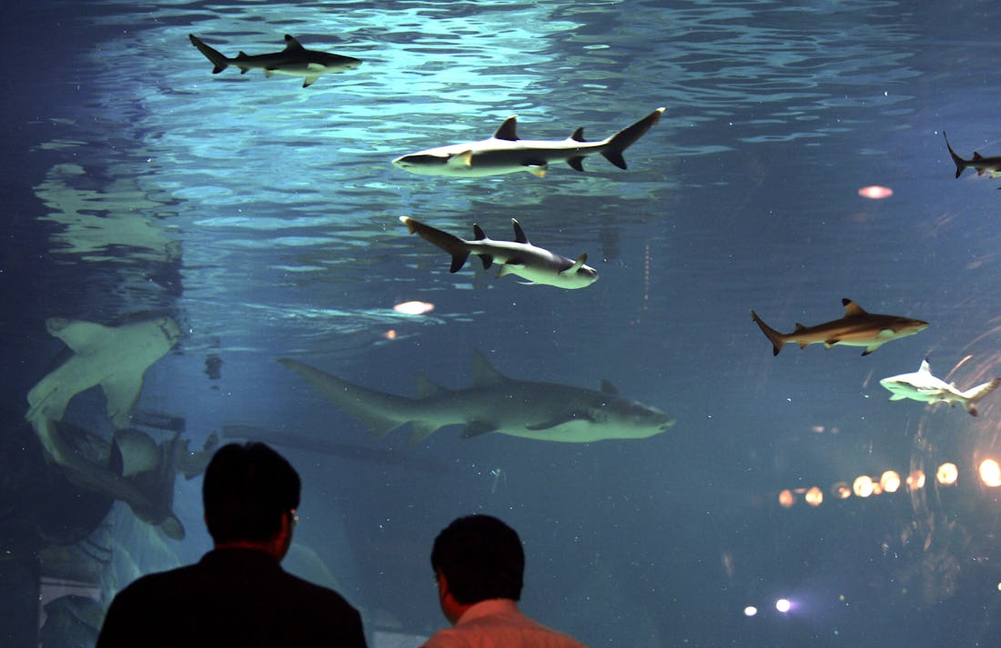 10 Best Discovery Channel Shark Week Show Names From the Ridiculous to ...
