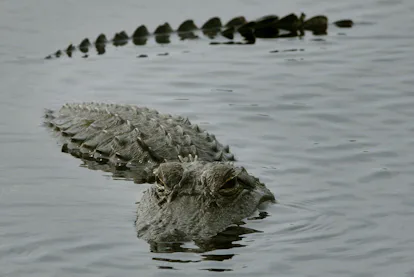 Monstrous, 15-Foot Alligator Caught By Alabama Family Of Hunters