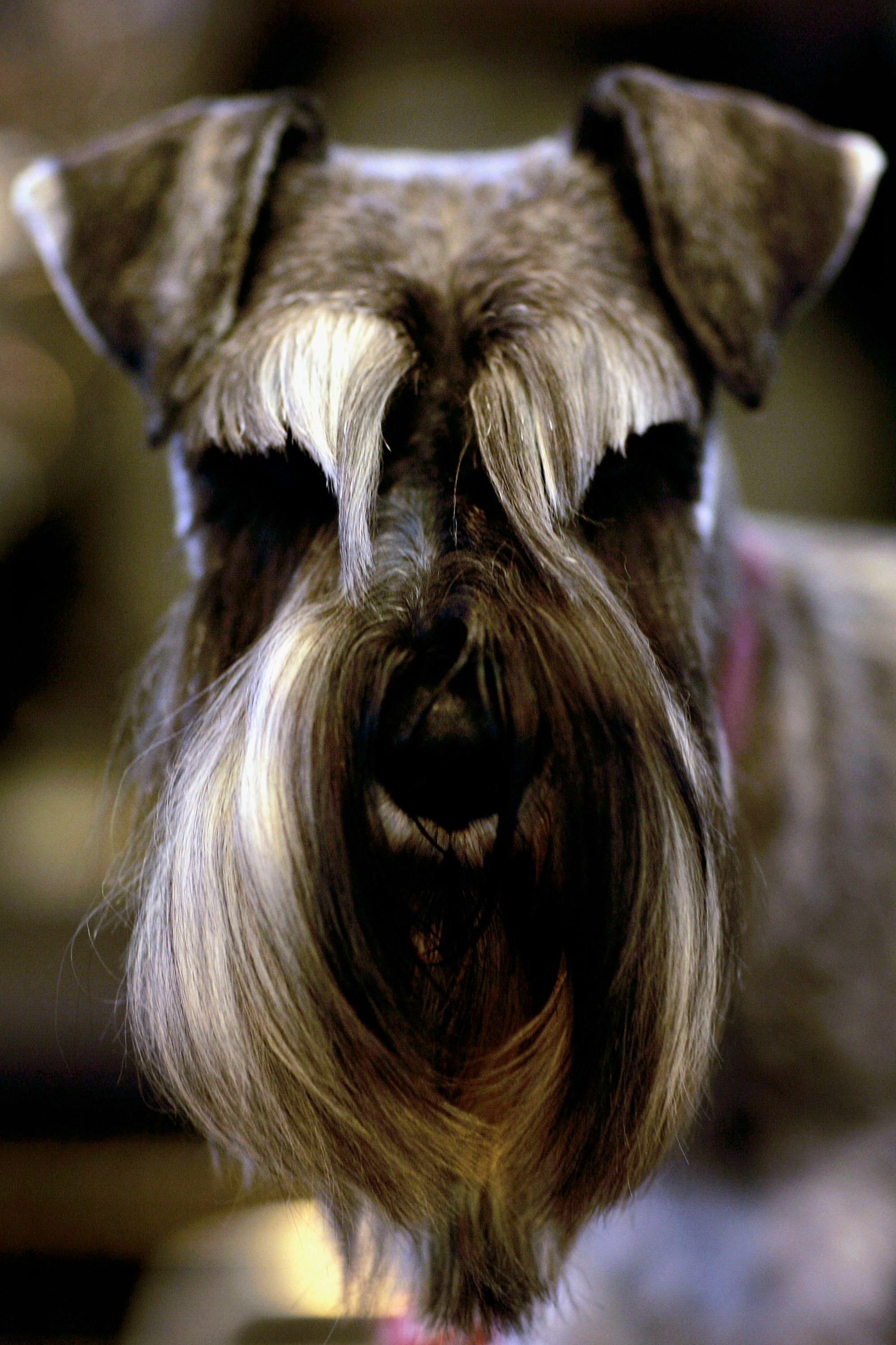 12 Celebrities and Their Dog Doppelgangers, From Jared Leto To Taylor Swift