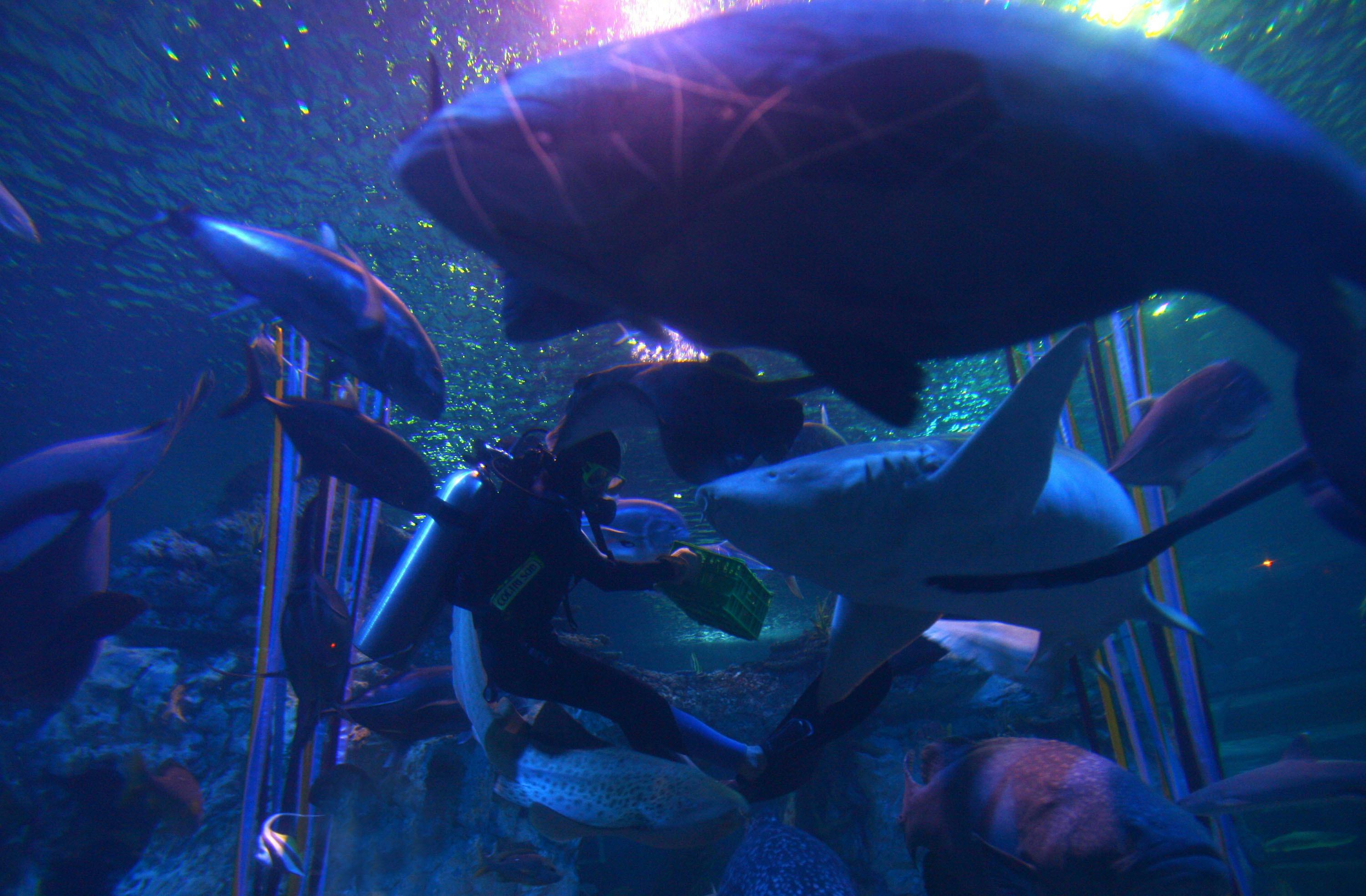 10 Best Discovery Channel Shark Week Show Names From the Ridiculous to ...