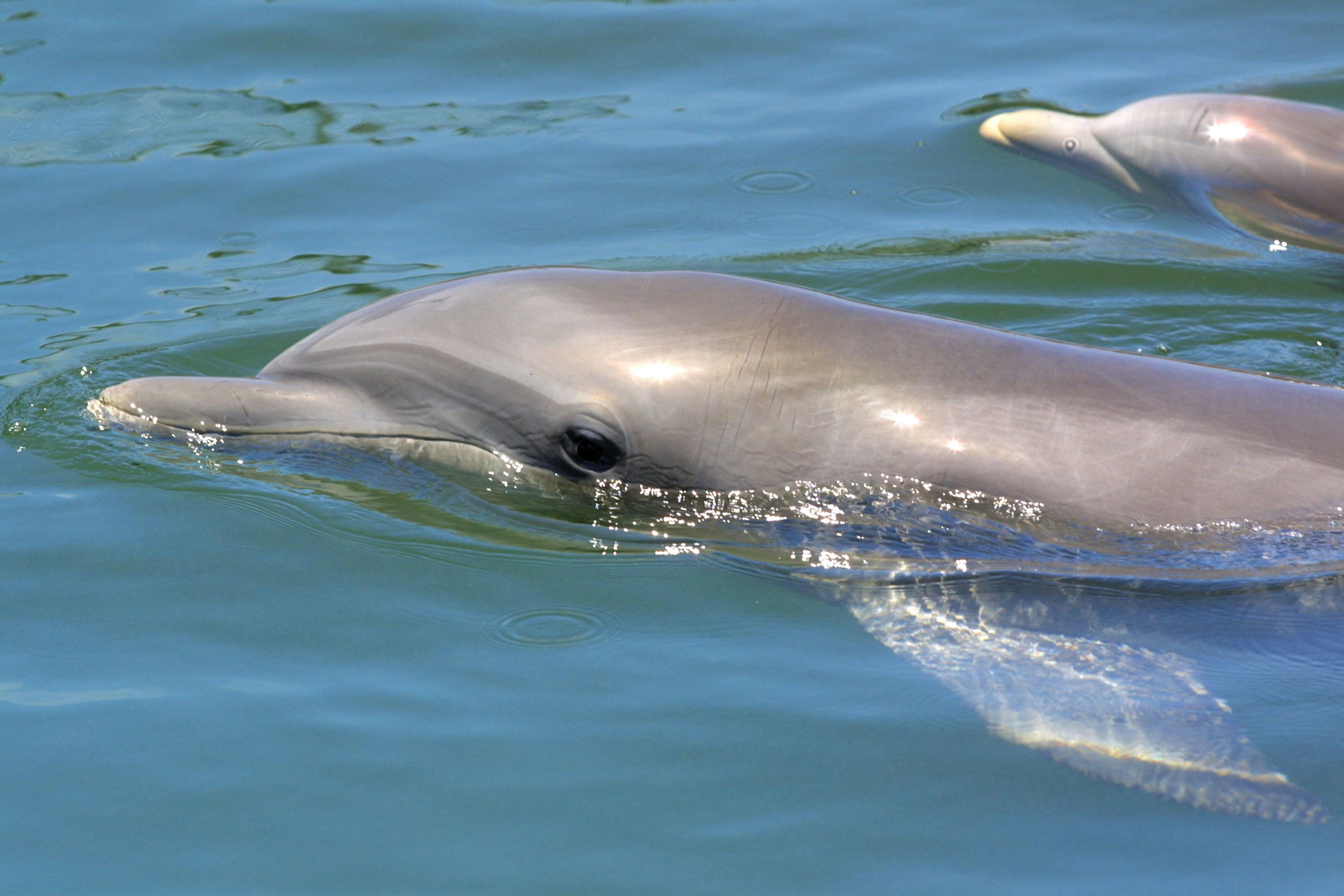 Crimea's Combat Dolphins Are Caught Between Russia and Ukraine