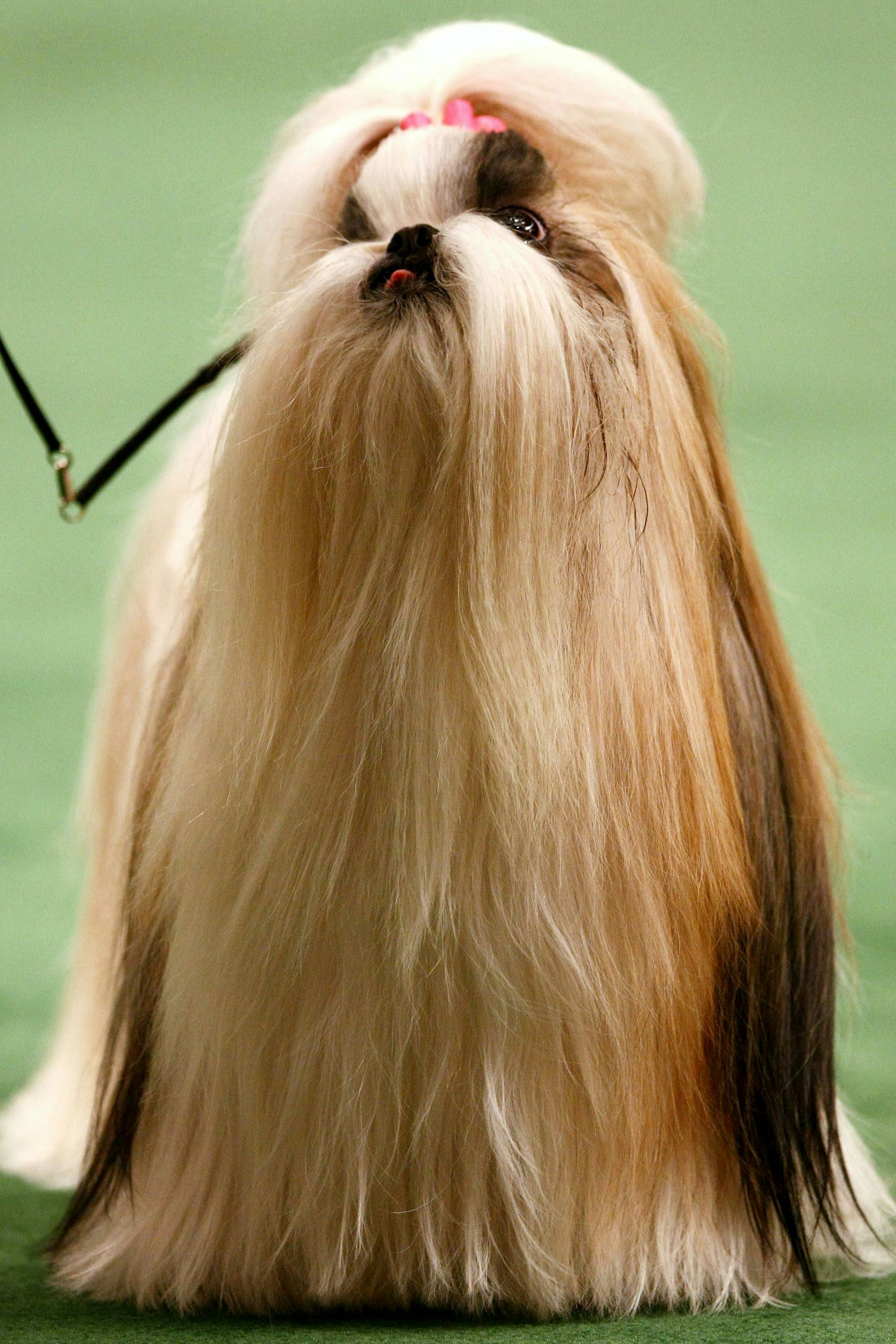 12 Celebrities and Their Dog Doppelgangers, From Jared Leto To Taylor Swift