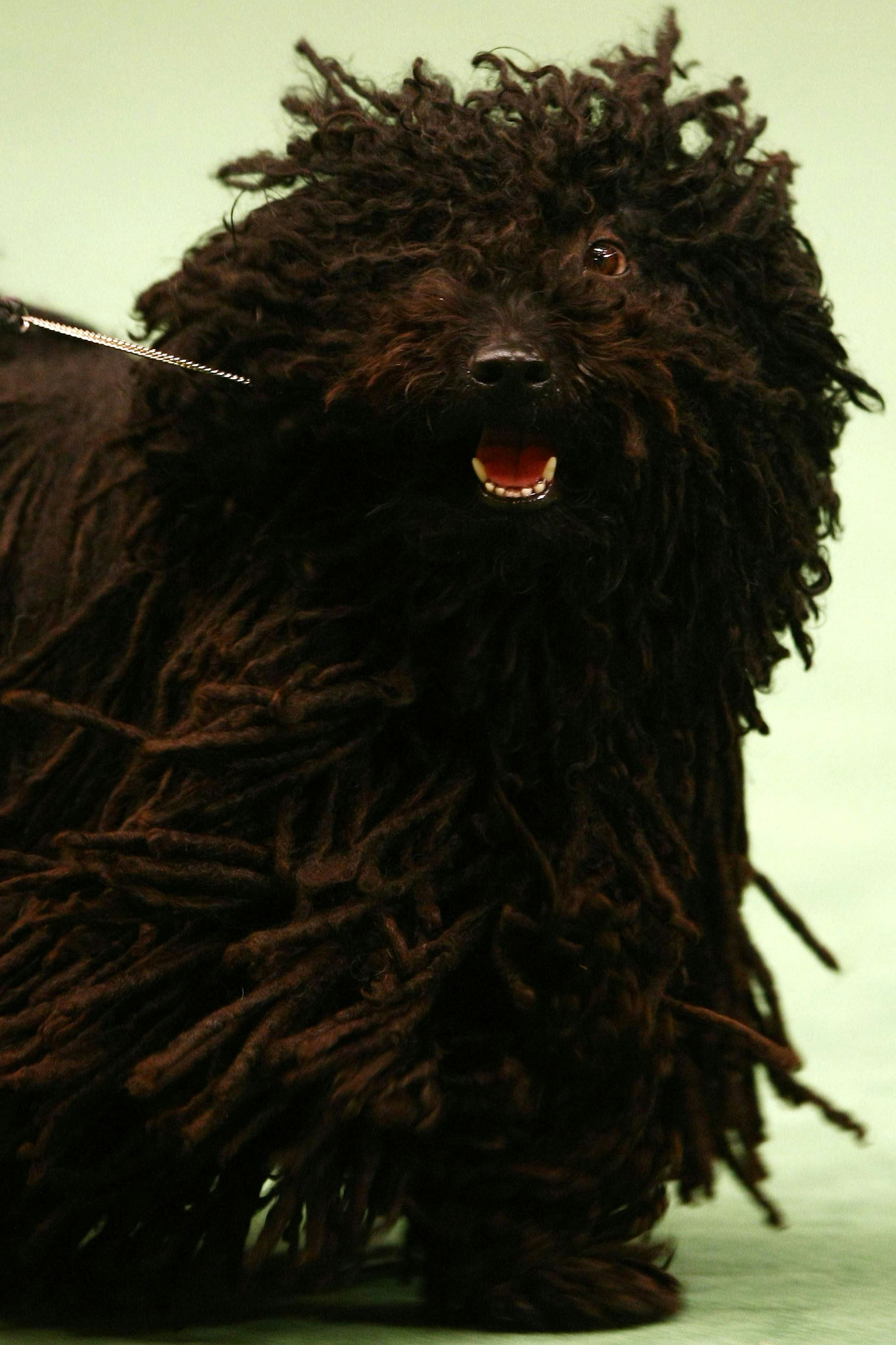 12 Celebrities and Their Dog Doppelgangers, From Jared Leto To Taylor Swift