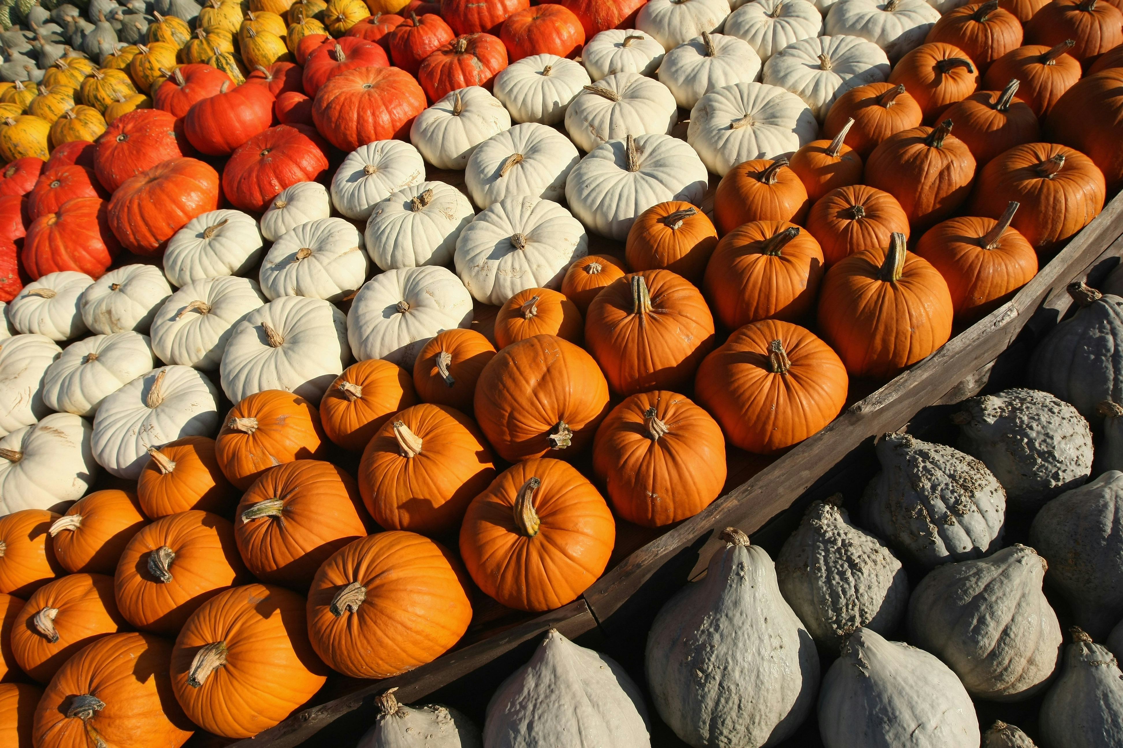 It's Pumpkin Spice Latte Season: 19 Reasons Why Fall Is The Most Basic ...