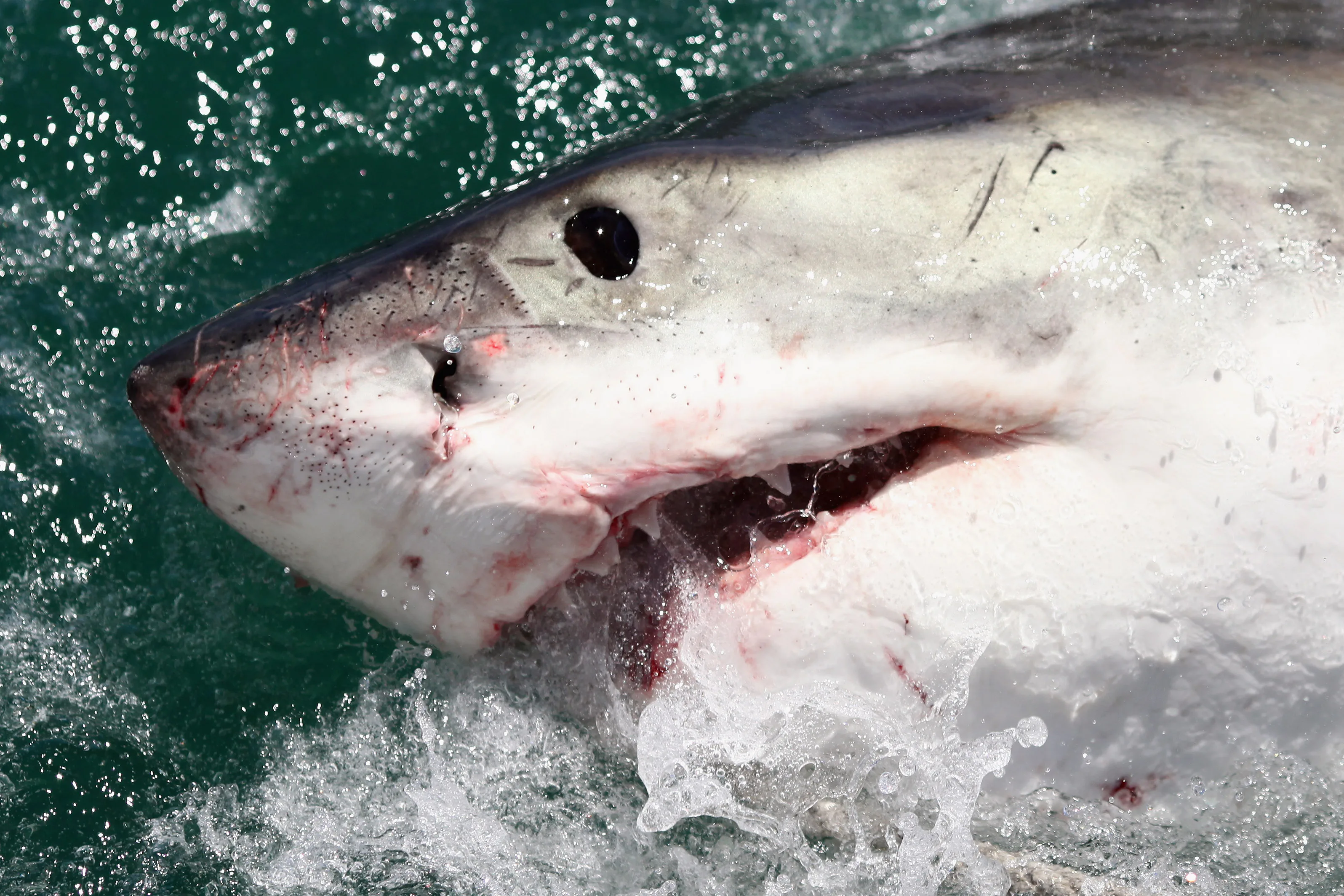 Sharks Keep Attacking The Internet Because Sharks Do What They Want