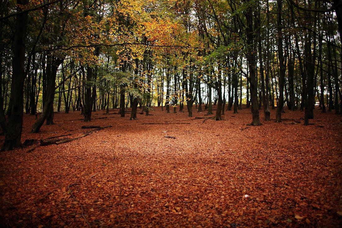 13 Autumn Quotes From Books That'll Make Your Fall Even Cozier