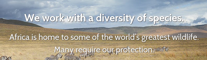 5 Underappreciated Animal Rights Groups You Should Know About, Because ...