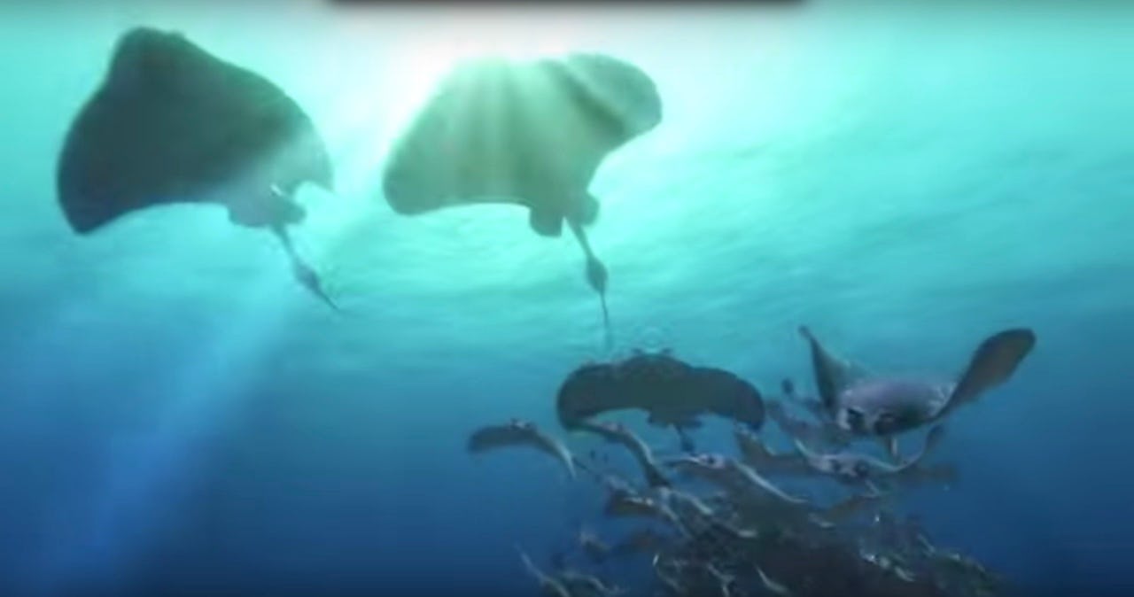 The Best Throwback 'Finding Dory' Trailer Moments Will Remind You That ...