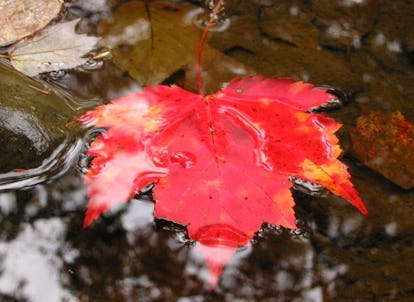 6 Fall Poems That Perfectly Sum Up Why This Is The Most Beautiful ...