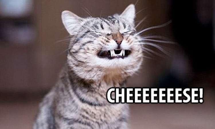 8 National Cheese Day Memes That Are, Well, A Little Cheesy