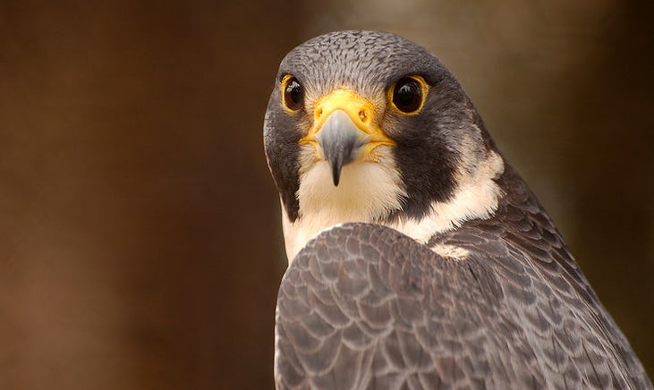 These 8 Species Seemed Condemned to Extinction, But Now They're Coming Back