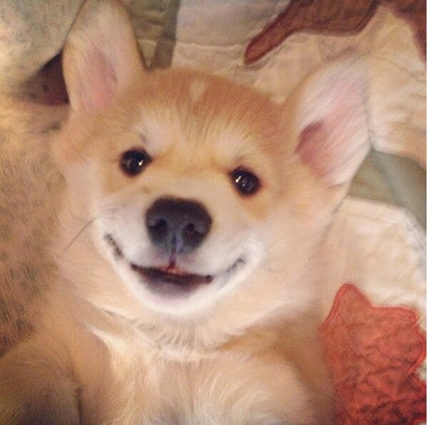 33 Signs Your Dog Is Your True BFF, Because Who Else Is Allowed To Wake ...