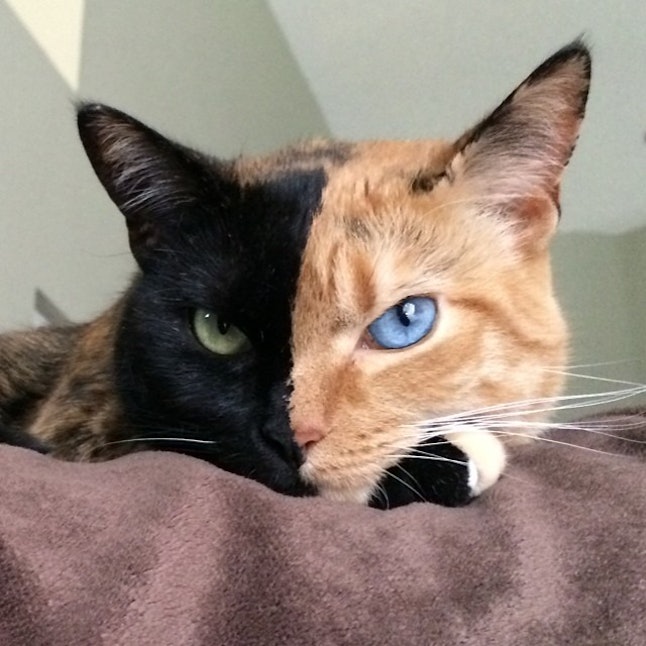 Venus The Chimera Cat Is Unlike Any Animal You've Ever Seen