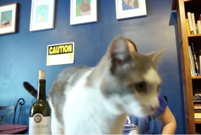 America's First Cat Bar Is Coming To Denver, So Get Ready To Wine & Feline