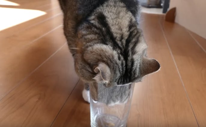 How To Tell If Your Cat Is Left Or Right-Handed In Two Easy Steps — VIDEO