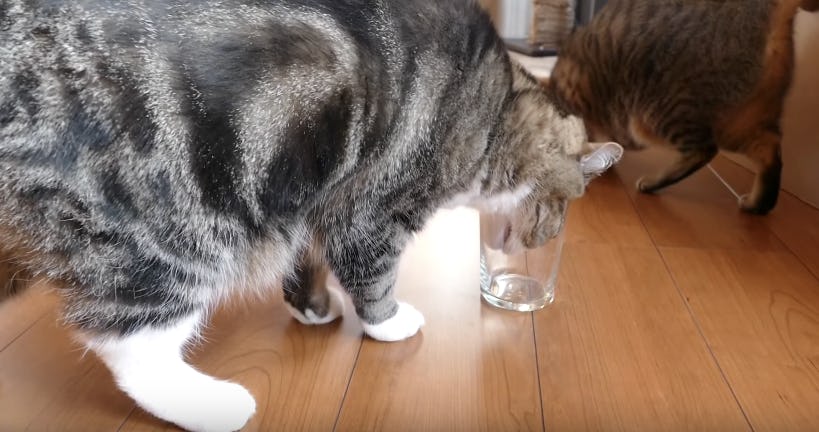 How To Tell If Your Cat Is Left Or Right-Handed In Two Easy Steps — VIDEO