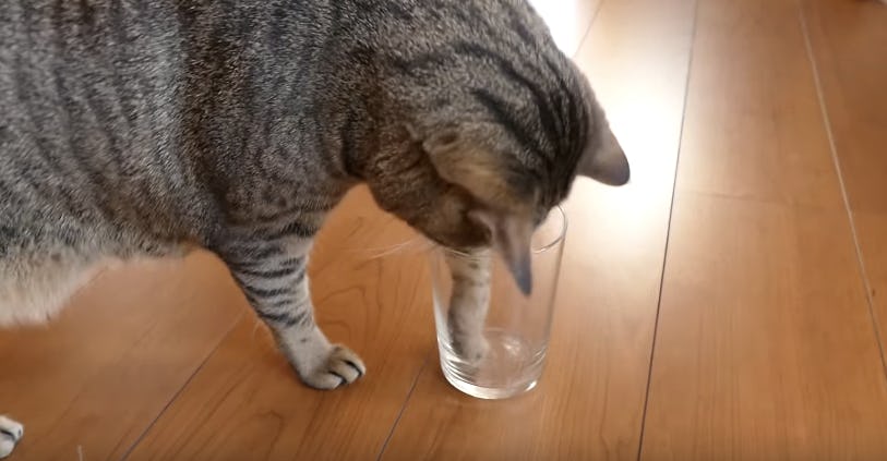 How To Tell If Your Cat Is Left Or Right-Handed In Two Easy Steps — VIDEO