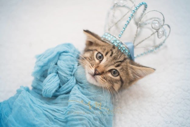 This Newborn Kitten Photo Shoot Just Put All The Human Babies To Shame
