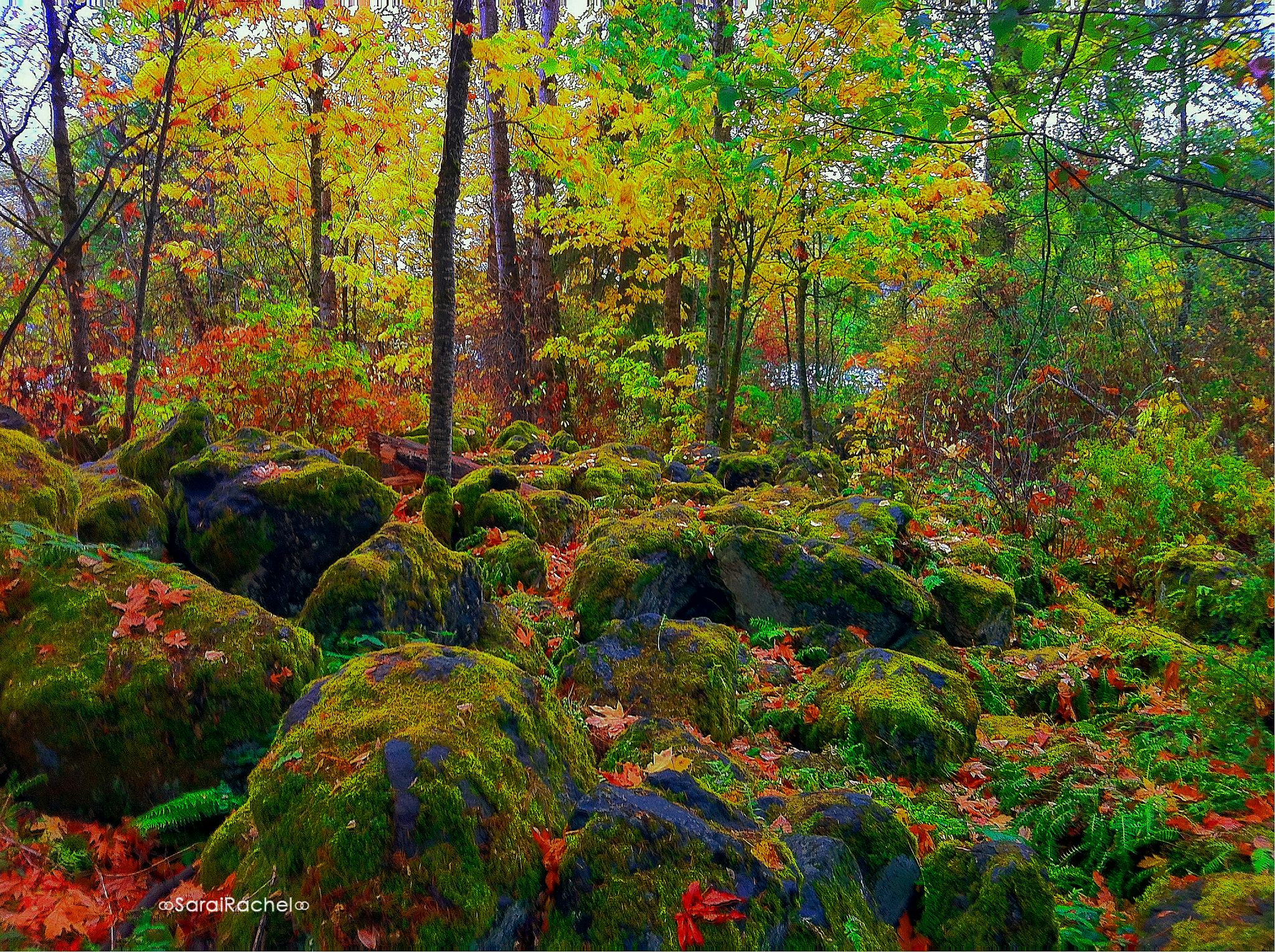 How Many States Have Caucuses Instead Of Primaries? Here's Exactly What ...