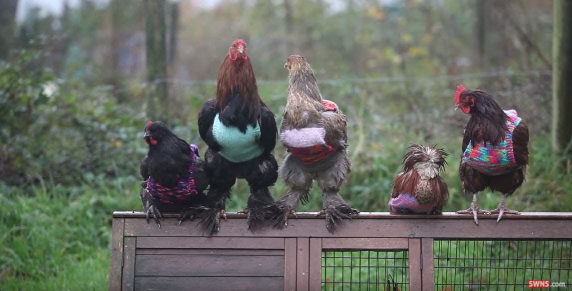 These Chickens In Sweaters Are Exactly What You Need Right Now — VIDEO