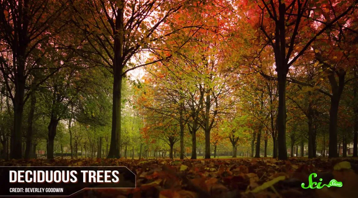 Why Do Leaves Change Color in the Fall? SciShow Explains the Science ...