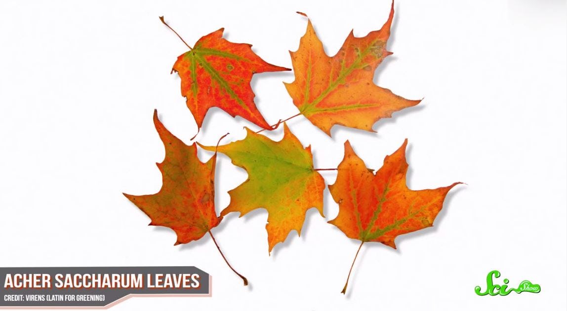 Why Do Leaves Change Color in the Fall? SciShow Explains the Science ...