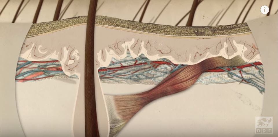 Why Do We Get Goosebumps? Here's The Science Behind Your Prickly Skin ...