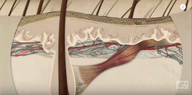 Why Do We Get Goosebumps? Here's The Science Behind Your Prickly Skin ...