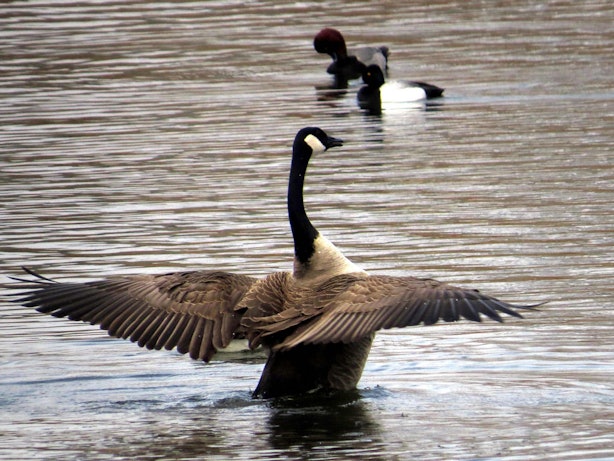 Wawa Is Officially America's Favorite Convenient Store, So Here Are 12 ...