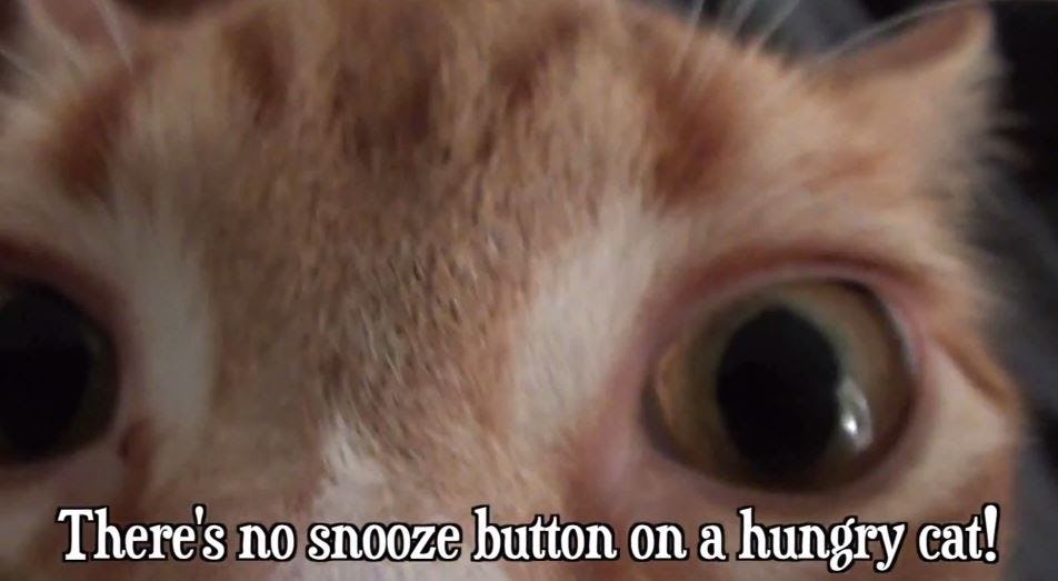 Cole and Marmalade’s “10 Signs You’re a Crazy Cat Person” Video Speaks ...