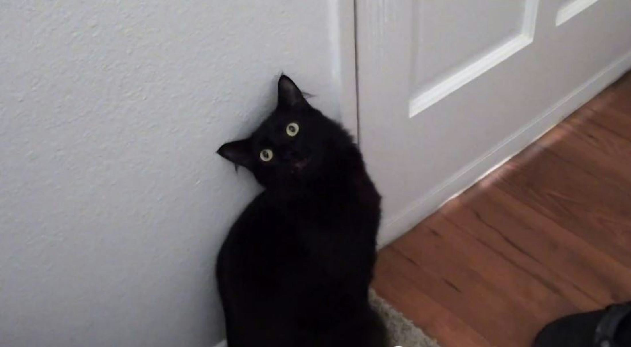 Cole and Marmalade’s “10 Signs You’re a Crazy Cat Person” Video Speaks ...