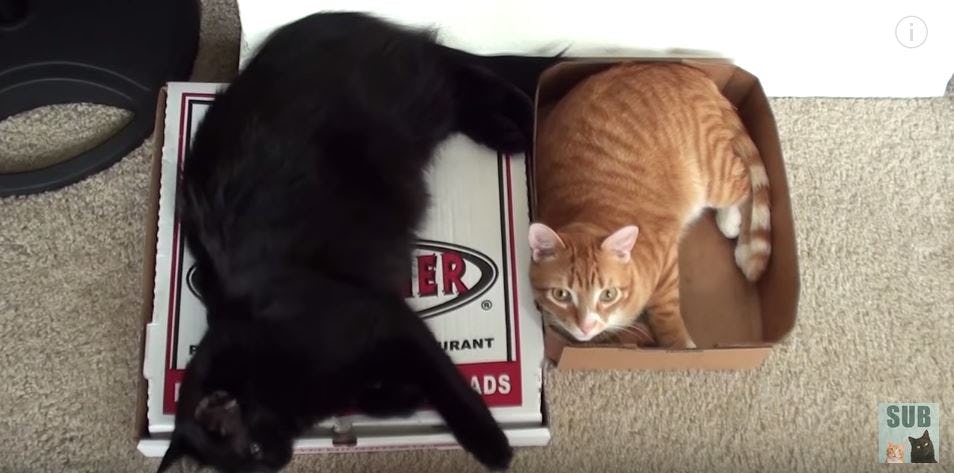 “A Cat's Guide To Boxes” Video From Cole And Marmalade Demonstrates The ...