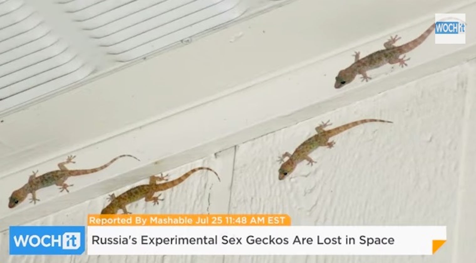 The Russian Space Sex Geckos Died But Lets Never Forget Them