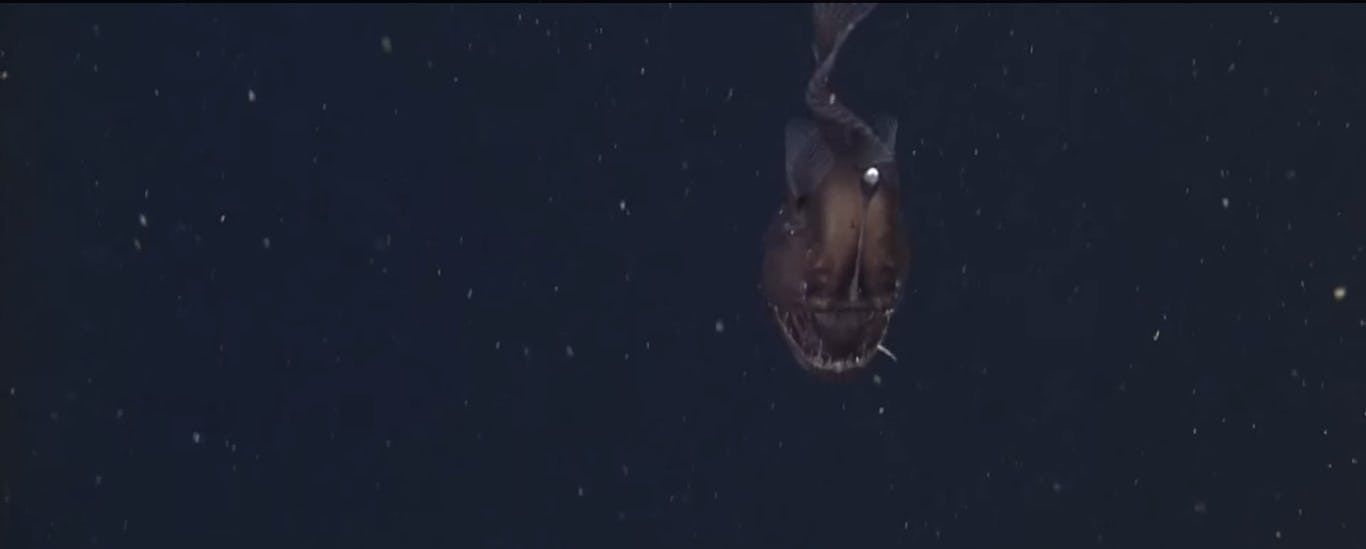 This Video Of A Black Seadevil Terrorizing The Deep Sea Makes You Wish ...