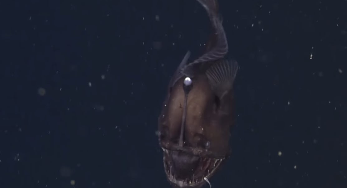 This Video Of A Black Seadevil Terrorizing The Deep Sea Makes You Wish ...