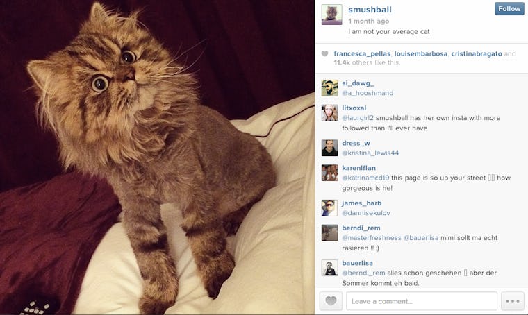 I Am Smushball, Dan Bilzerian's Cat, And He Wouldn't Throw Me Off A Roof