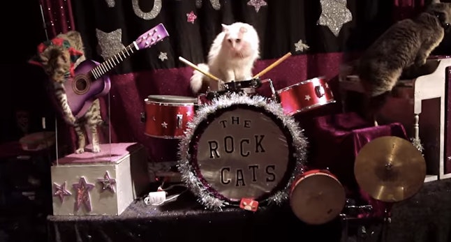 Cat Circus Troupe "The Amazing Acro Cats" Are Coming To A City Near You ...