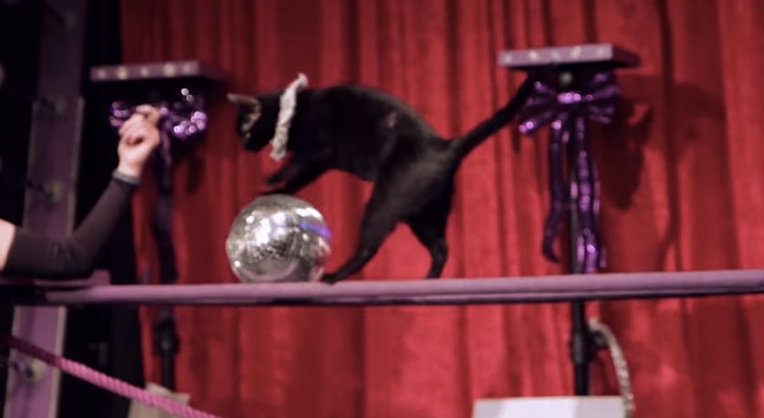 Cat Circus Troupe "The Amazing Acro Cats" Are Coming To A City Near You ...