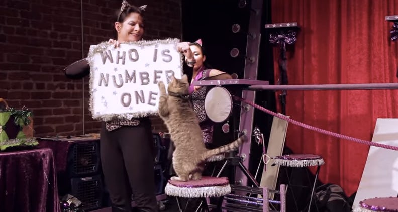 Cat Circus Troupe "The Amazing Acro Cats" Are Coming To A City Near You ...