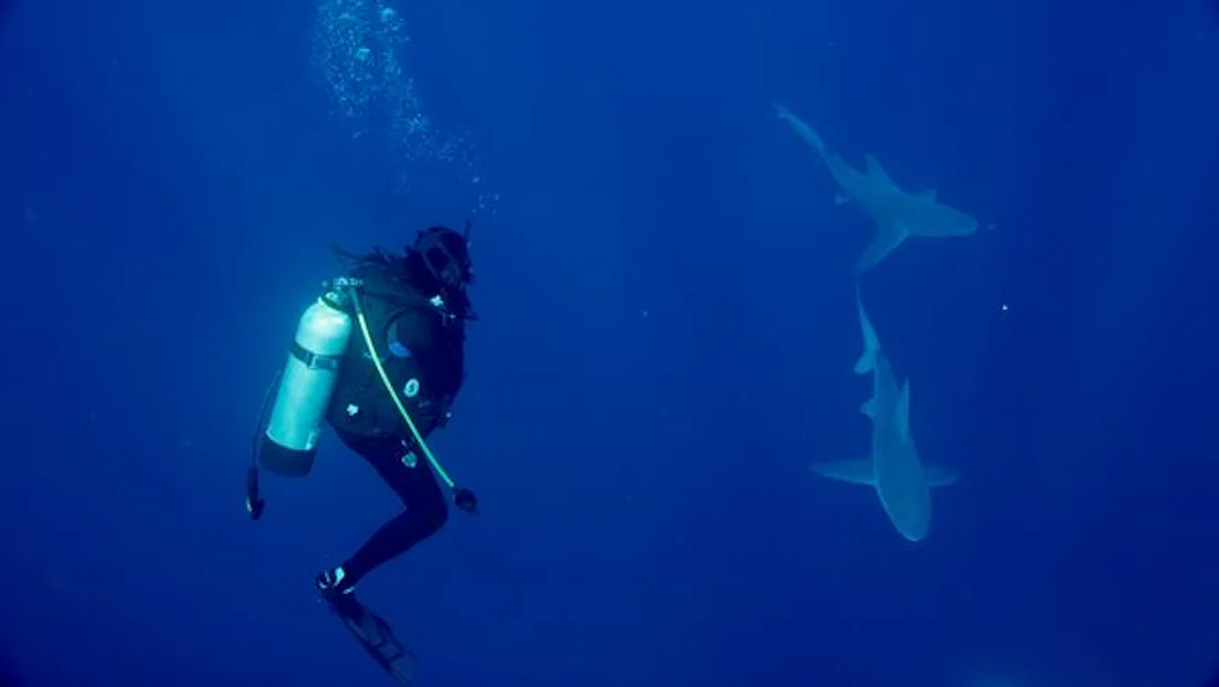 When Is Shark Week 2015? The Discovery Channel Event Has An Even Bigger ...