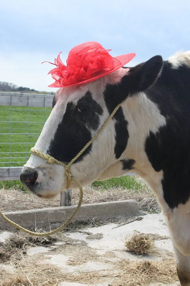 Blosom, The World's Tallest Cow, Is Dead, But The Gentle Giant Had A ...