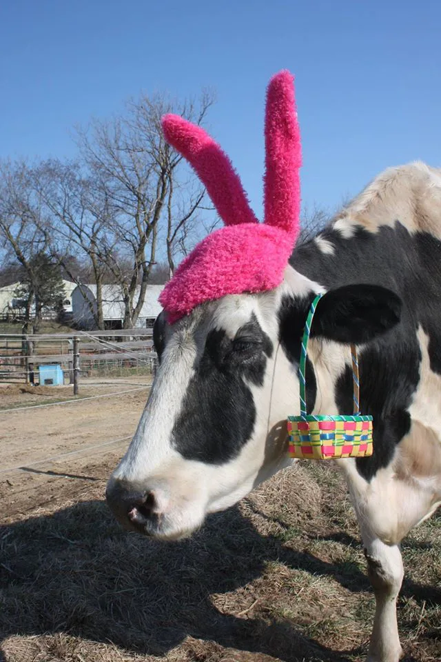 Blosom, The World's Tallest Cow, Is Dead, But The Gentle Giant Had A ...