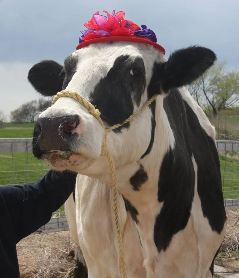 Blosom, The World's Tallest Cow, Is Dead, But The Gentle Giant Had A ...